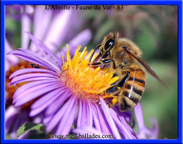 LA FAUNE SAUVAGE DU DEPARTEMENT DU VAR (83)