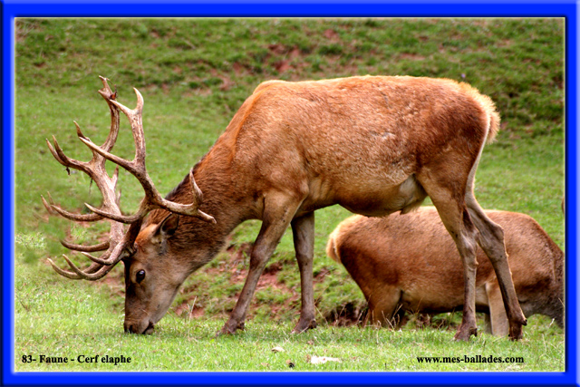 LA FAUNE SAUVAGE DU DEPARTEMENT DU VAR (83)